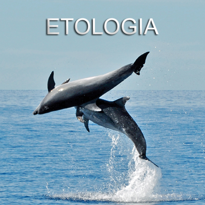 Etologia | Centro Ricerca Cetacei